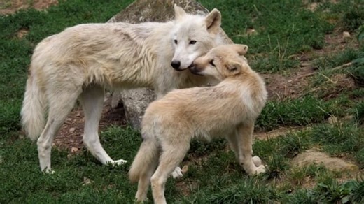 Wolves, Canines, Mammals. Free Stock Video