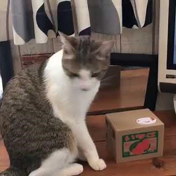 The most useless machine Vs. Cat