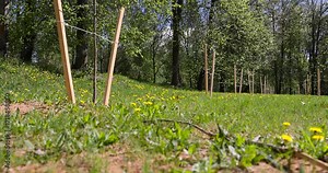 planting new trees in the park tied on poles, new young trees in the park with supports to ensure proper tree growth