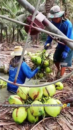 Canal Coconut Grind 🥥🌴💦 #KelapaMuda #FarmLife #FreshHarvest