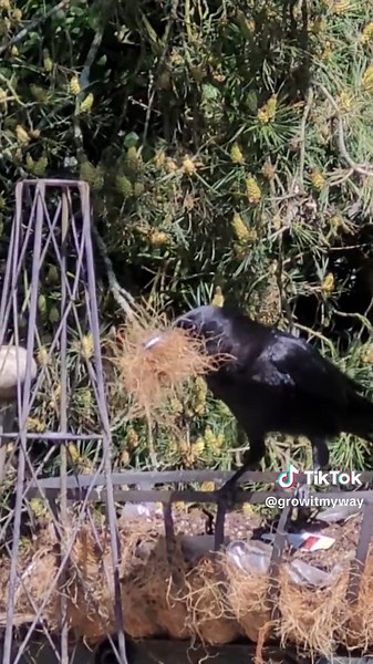 Exploring Urban Crows: Builders and Thieves