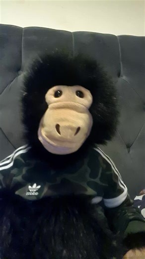 #puppet #chimpanzee #satire #survival #duet