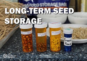 How to Store Seeds to Achieve the Highest Germination Rate and Plant Vigor - The Provident Prepper