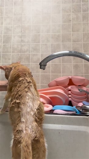 We decided that since Archie’s MAIN allergies are dustmites, maybe regular baths would help him, so today we started weekly baths with a soothing medicated shampoo. He didn’t love it but we love him and we have to do what’s best. He seemed to calm down towards the end and did really really well. The rest of his day was full of rabbit snacks, love, and a walk with his friends (thank you)! Archie is a complicated dude but we are happy to have him with us (but if you want him you can have him 🤪). 