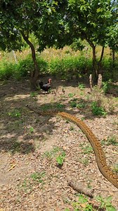Please share my video 🙏 This snake was trying to eat a chicken 🐍🐔 | Happyness Mlelwa