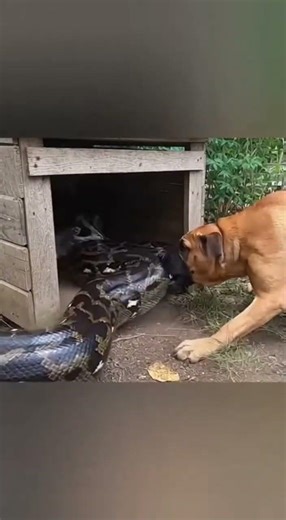 A big snake attacks puppy!😨