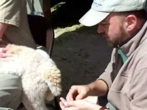 Drawing Blood from an Alpaca