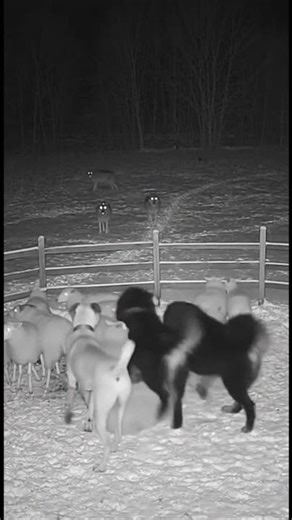 🐺⚠️ “Wolves Attack at Night — Watch How Tibetan Mastiffs and a Kangal Defend the Flock!” 🐕❄️
