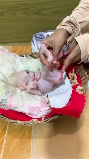 Cute mom caring little baby adorable cute monkey video #foryoupage❤️❤️ #viral #monkey #videoviral