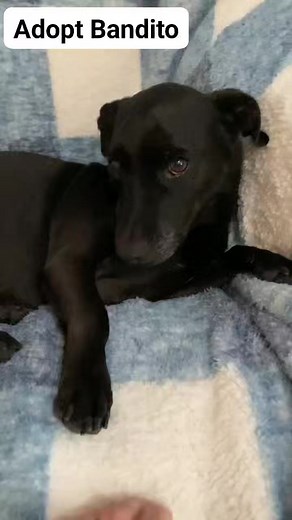 Adopt Bandito at POLKADOGZ.ORG #polkadogzpetrescue #adoptdontshop #labbassetmix | Polka Dogz Pet Rescue