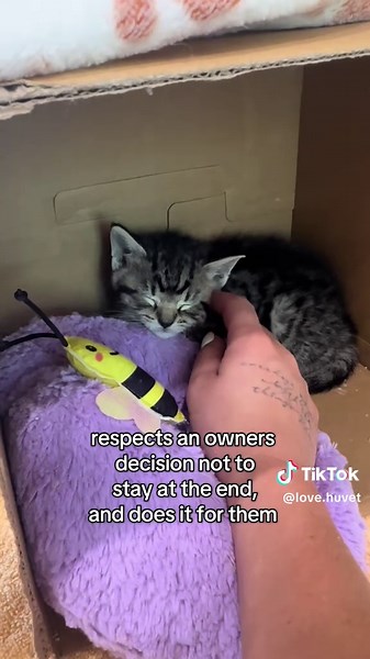 Effective Sunday Reset Tips for Veterinary Professionals