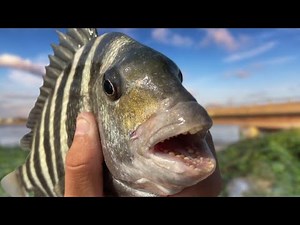 How To Catch Sheepshead From Shore| The Salty Twins