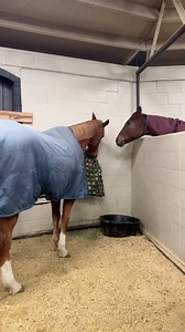 6.3K views · 53 reactions | Julep & Simmie 殺 It reminded me of Lady & the Tramp haha. She’s such a hoot. All the boys fall for Julep. I don’t know what it is about her, but they love her & could care less about the other mares! We even had to separate Bud, Winston & Mystic at one point because they both were all so possessive of her…  | Freedom Reins | Facebook