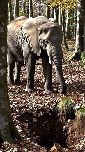 Elephant Saves Trapped Fox | Emotional Wildlife Rescue #animalrescue #wildliferescue