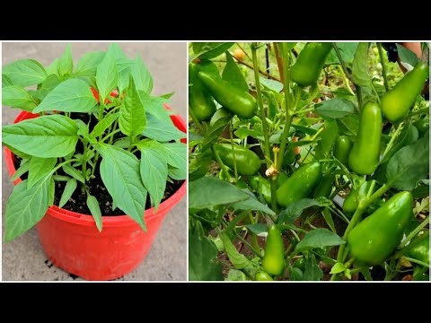 How to Plant Bullet Green Chillies from Chilli Seeds 🌶 (Growing Chillies from Chillies)