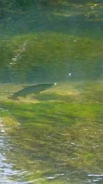 How to Troubleshoot Your Fly Fishing Mistakes