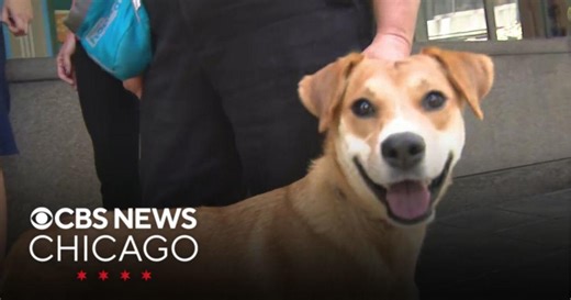 Ruby from Safe Haven Rescue shines in the Pet Rescue Spotlight