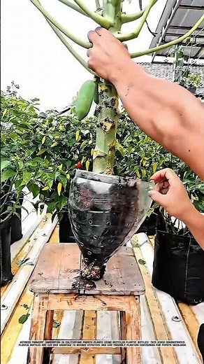 Farmers Cultivating Papaya Using Recycled Plastic Bottles #AgriculturalInnovation
