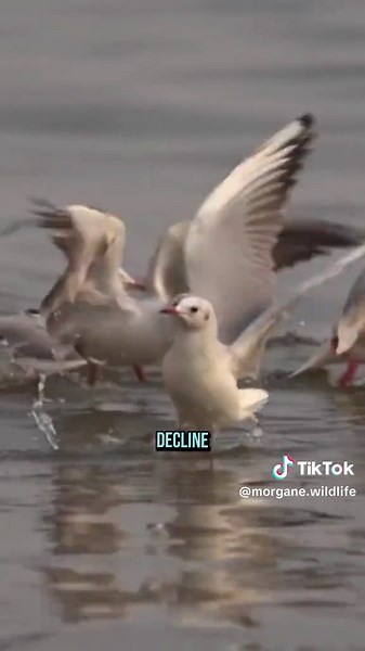 wildlife_rescue_adventure on TikTok