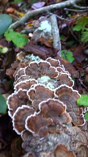 22K views · 1.1K reactions | 4 Tips to Identify Turkey Tail Mushrooms #foraging #mushrooms #fungi #turkeytail #mushroomhunting | Son of a Bear Herbs | Facebook