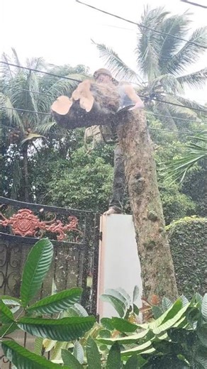 Woodworking project tree logging Techniques #shorts #woodworking #cuttingskills