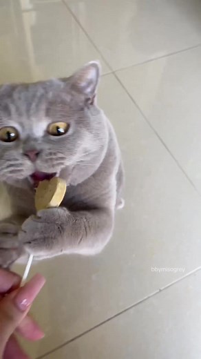 Bonkers the Cat: A Purrpops Success Story