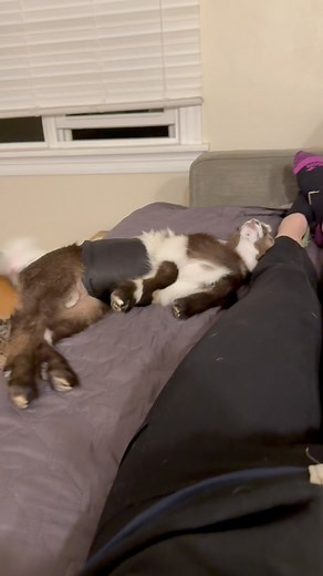 267K views · 5.2K reactions | Little Baby Goat, Mr. Pickles #goats #nigeriandwarfgoats #babygoats | Kids On Kerth | Facebook