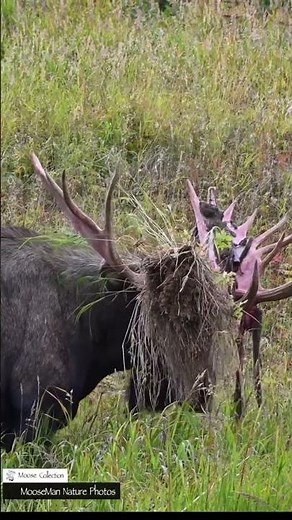 Majestic Moose Roams Through Tall Grass Field