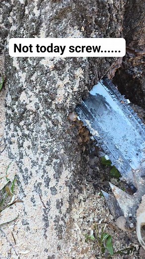 Not today screw... | Jacob Gilliam Tree Care - ISA Board Certified Master Arborist