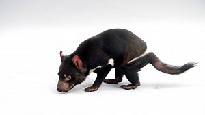 510K views · 1.7K reactions | This little guy is Tommy. He's a Tasmanian devil at Zoos Victoria. Not quite what you expected? Well, his cartoon temper is at least very real... | Great Big Story | Facebook