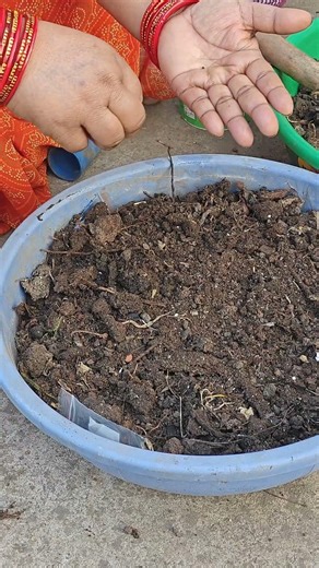 Fresh Greens Forever: Sowing Pak Choi in Pots