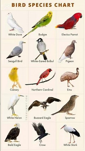 different kinds of birds in the world....... #forhadtnt