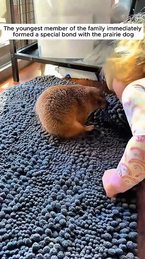 3.2K views · 56 shares | This family rescued a prairie dog from the dog's mouth and then... | Navalia 85' | Facebook