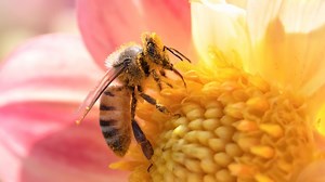 Propoli in gravidanza: si può assumere in caso di mal di gola?