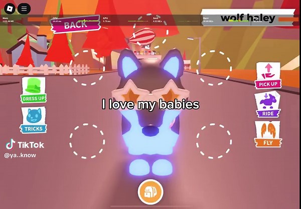 Wolves Available for Adoption