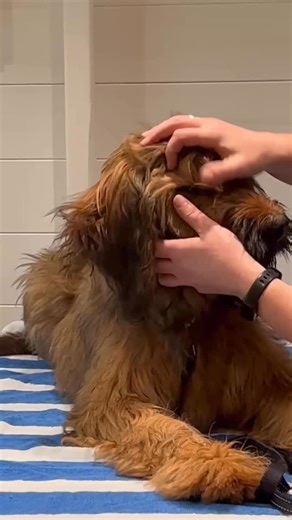 Ticks love to hide in all the nooks and crannies of your pet’s body....