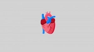 Heartbeat Animation Rhythm Life Stock Footage Video (100% Royalty-free) 3636205311 | Shutterstock