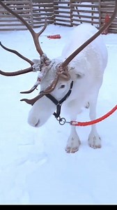 172K views · 2.4K reactions | অপরূপ সাদা রেইন ডিয়ার। white reindeer documentary in bangla #reindeer #whitereindeer #whitedeer | Info Hunts | Facebook