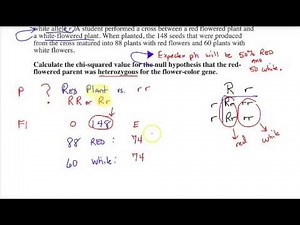Chi-Squared Practice Problem