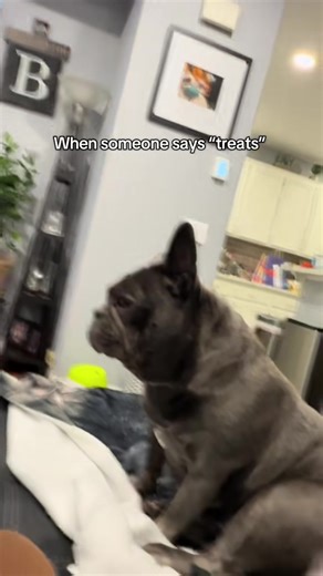 Comment 🦴 to give Champ a treat! #dogsoftiktok #fypシ #viral #dogtok #funny