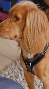 152K views · 1K reactions | The moment changed everything 凉✨ #cockerspaniel #dogtrainingtips #spaniel #dog #cocker | Dogs Behaving Very Badly | Facebook