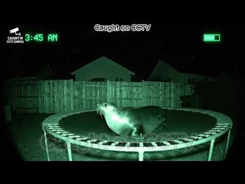 Unbelievable Night Vision CCTV Footage at 3:29 AM | Caught on CCTV