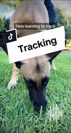 Footstep Tracking Techniques for IGP Training