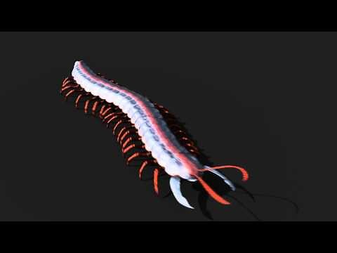 Centipede Animation Test | Blender Animation | Primeval: Revelations