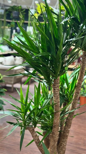 once the Christmas tree is gone that corner suddenly becomes a void. We’ve swopped it for a large Monstera deliciosa, and brought that same presence back into the space. A fresh, architectural energy for the new year. Our first delivery of large-scale plants is here. Come and say this weekend, looking forward to seeing you 👋🏻 | Botanica Plants