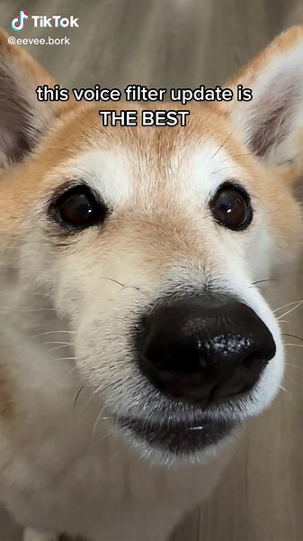 Wise Doggo Voice Filter for Dogs
