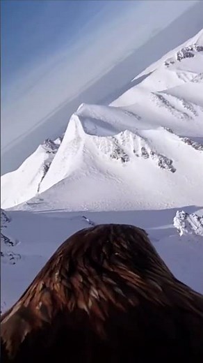 A Bird's Eye View of the Mountains #gopro #mountains #hawk
