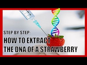 How To Extract the DNA of Strawberries (Simplified)
