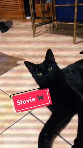 #gatoenojado #voiceeffects me emocioné con los efectos jajajaja 😂que oso #parati #cat #catsoftiktok #catlover #blackcat #fy