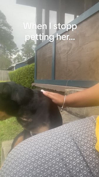 Spoiled big baby 🩷#dogmom #roxie